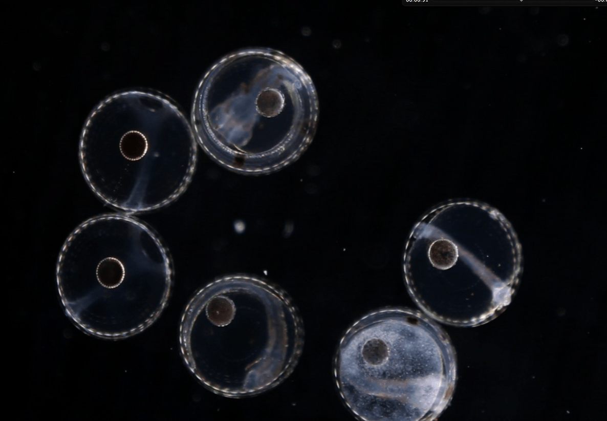 Embryos and larvae | Chroniques du Plancton
