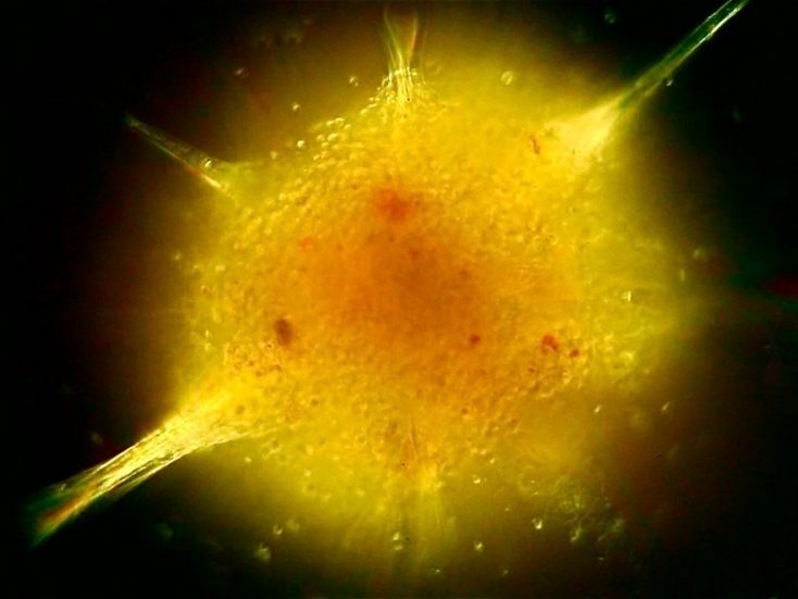 Protists 2 | Chroniques du Plancton