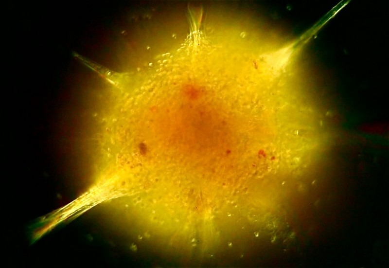 Protistas 2 | Chroniques du Plancton